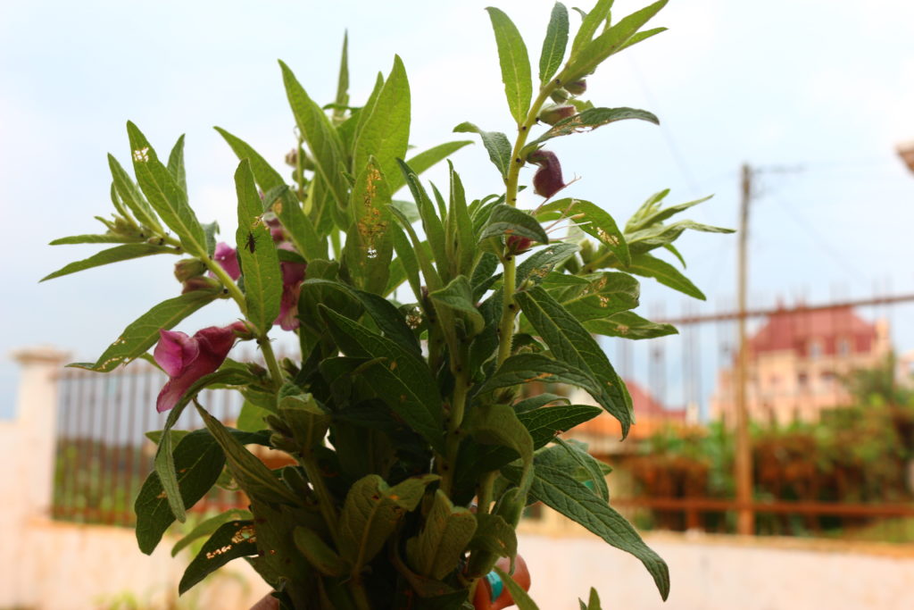 Ambunu, une plante pour la beauté des cheveux mais pas que! - African ...