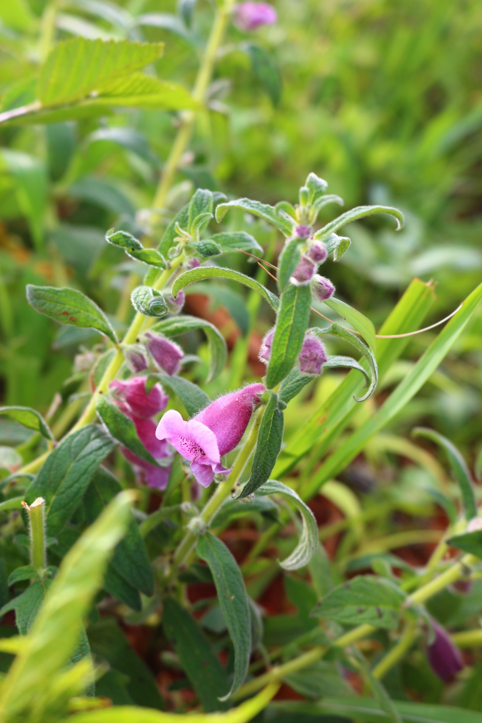 Ambunu, une plante pour la beauté des cheveux mais pas que! - African ...