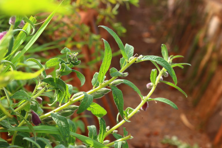 Ambunu, une plante pour la beauté des cheveux mais pas que! - African ...