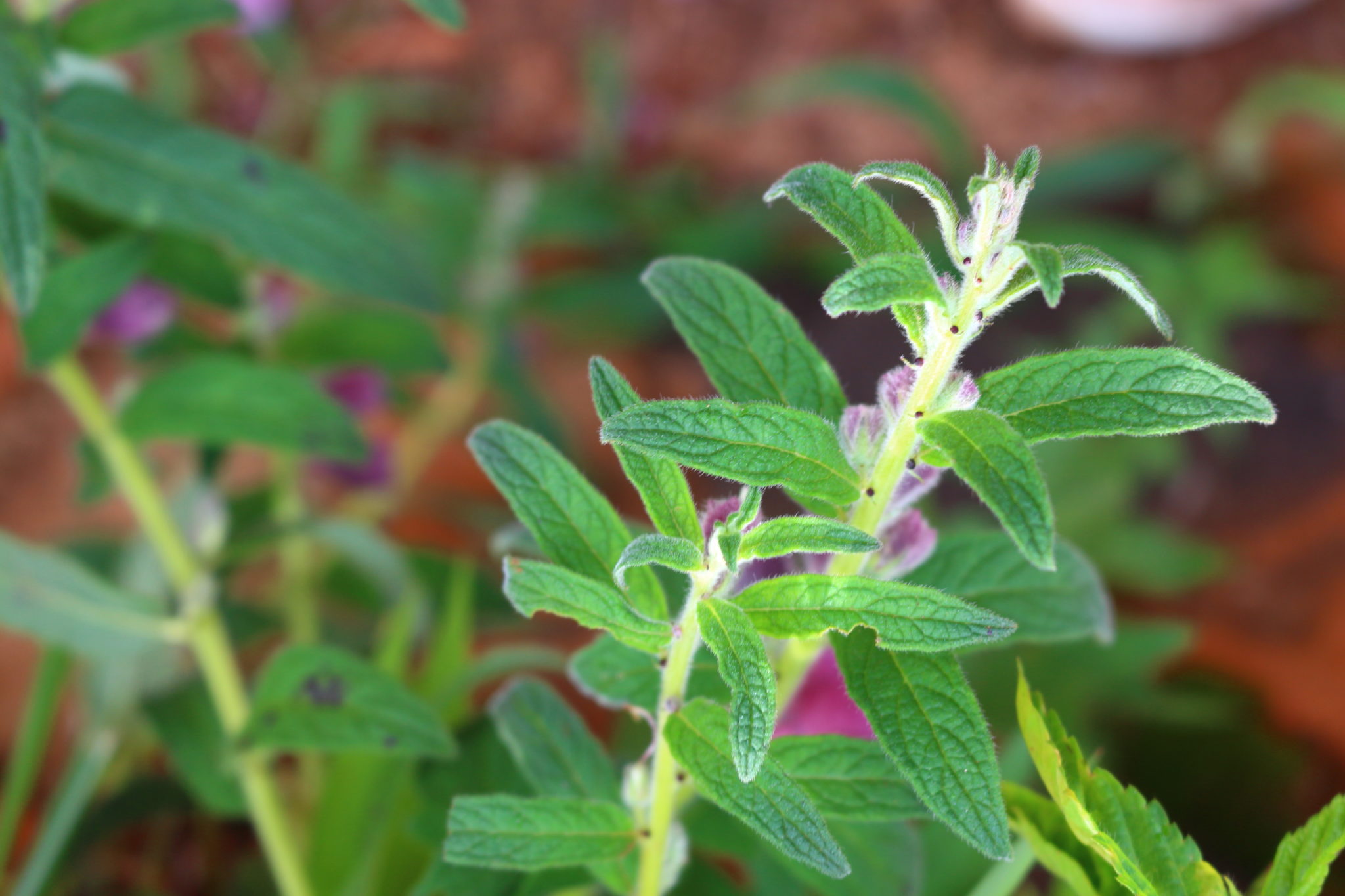 Ambunu, une plante pour la beauté des cheveux mais pas que! - African ...