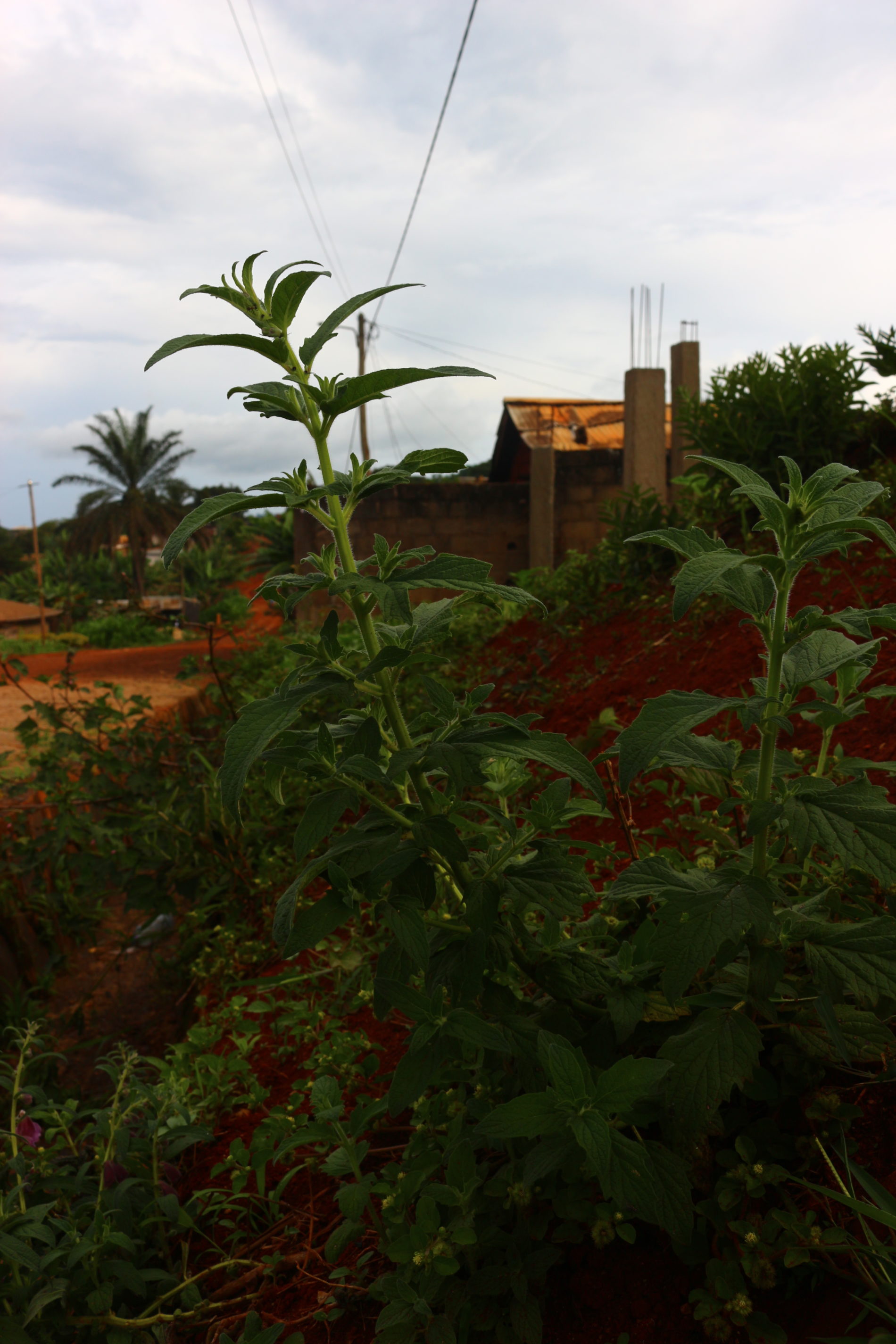 Ambunu, une plante pour la beauté des cheveux mais pas que! - African ...